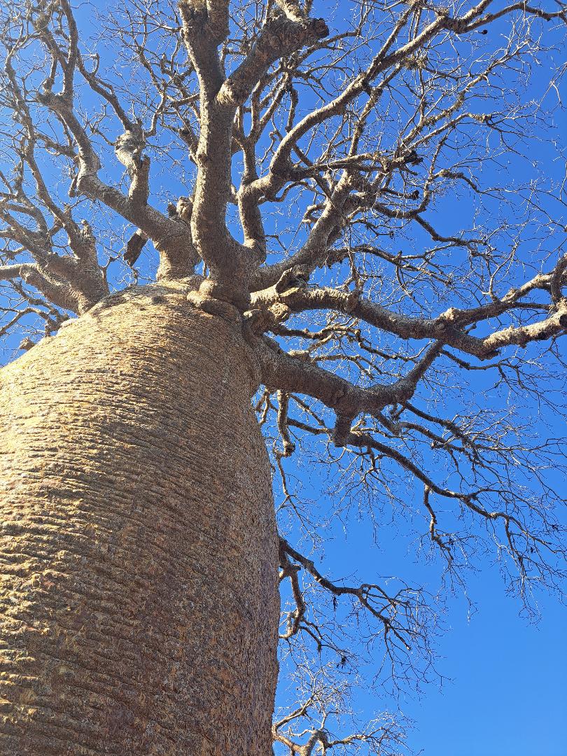 10 interesting facts about the baobab tree - Explo Tour